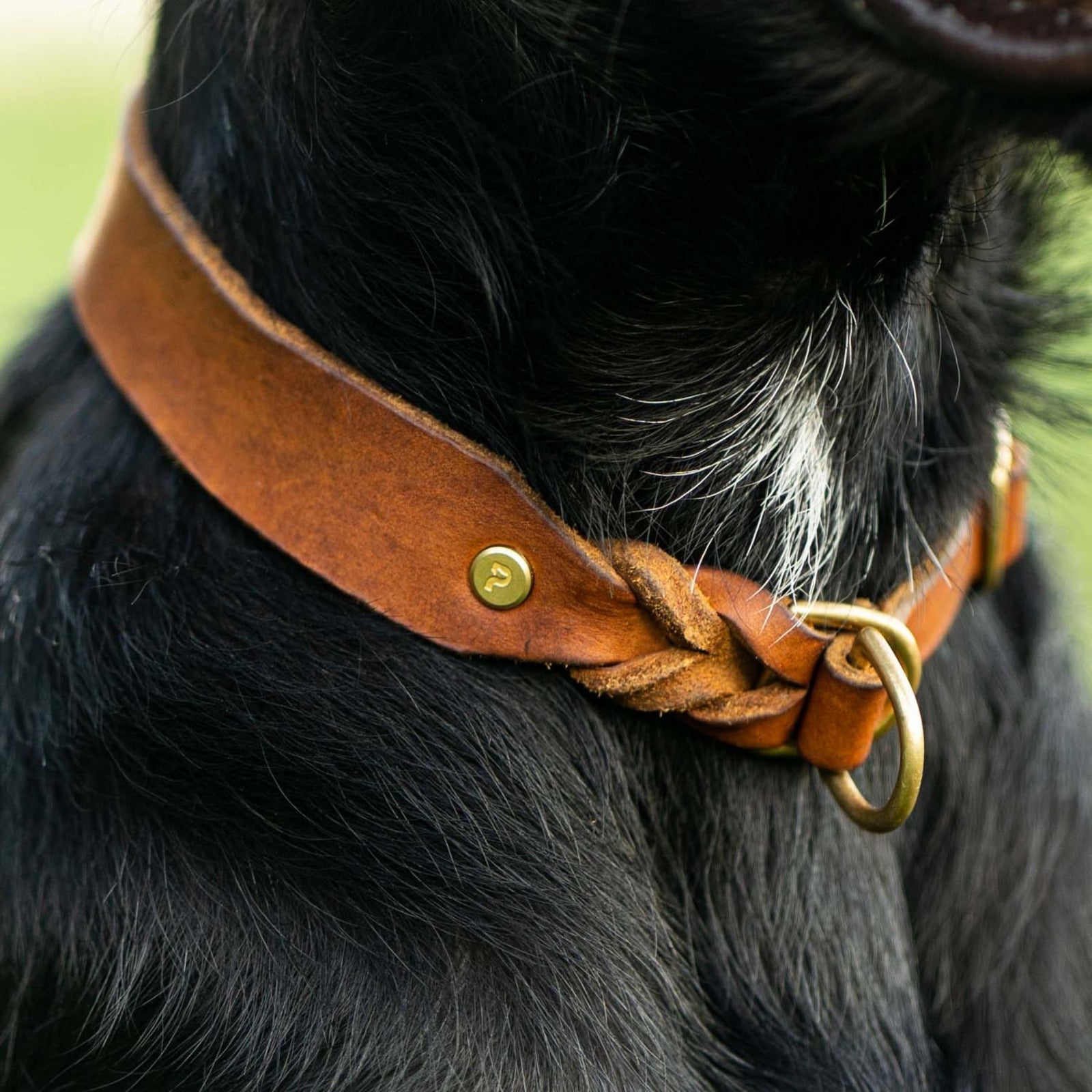 Zugstopp Halsband Fur Grosse Hunde